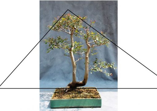 The Basics Of Bonsai Design – Part 1 | Bonsai South