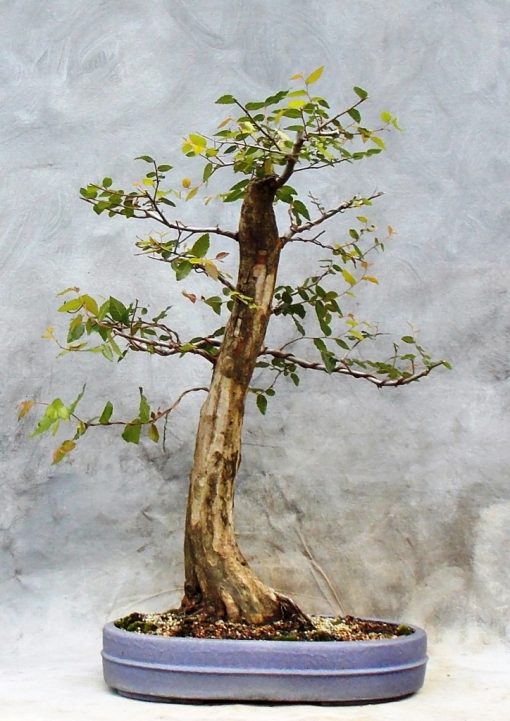 How To Make Great Bonsai From Collected Trees | Bonsai South