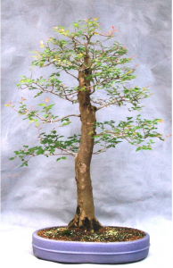 GalleryOLD | Bonsai South