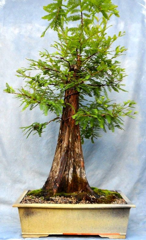 Bald Cypress Progression | Bonsai South