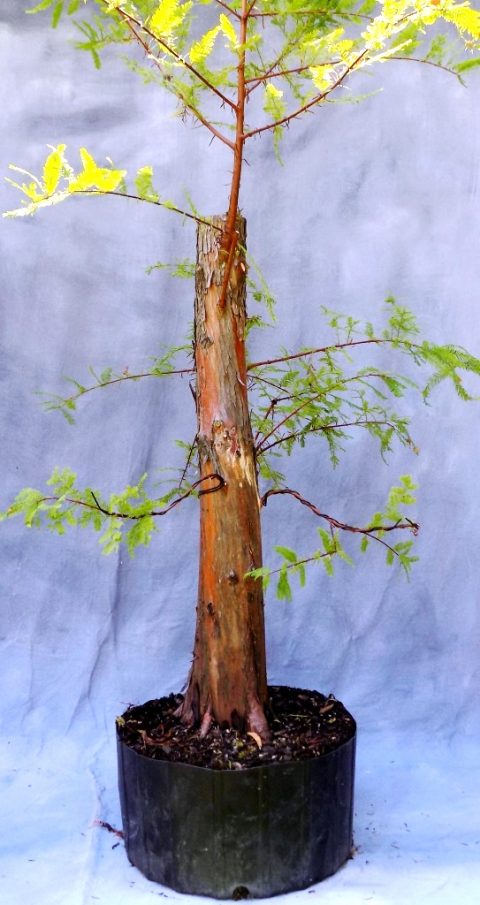 Styling A Big Bald Cypress | Bonsai South