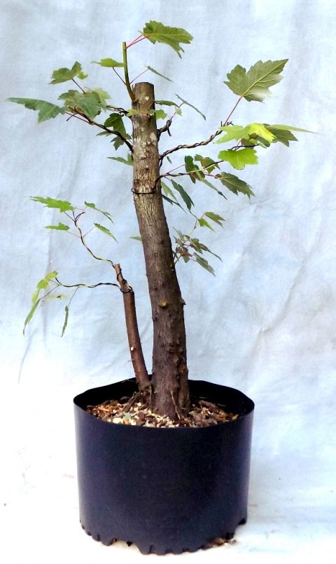 Swamp Maple Progress – A Couple Of Key Developmental Concepts | Bonsai ...