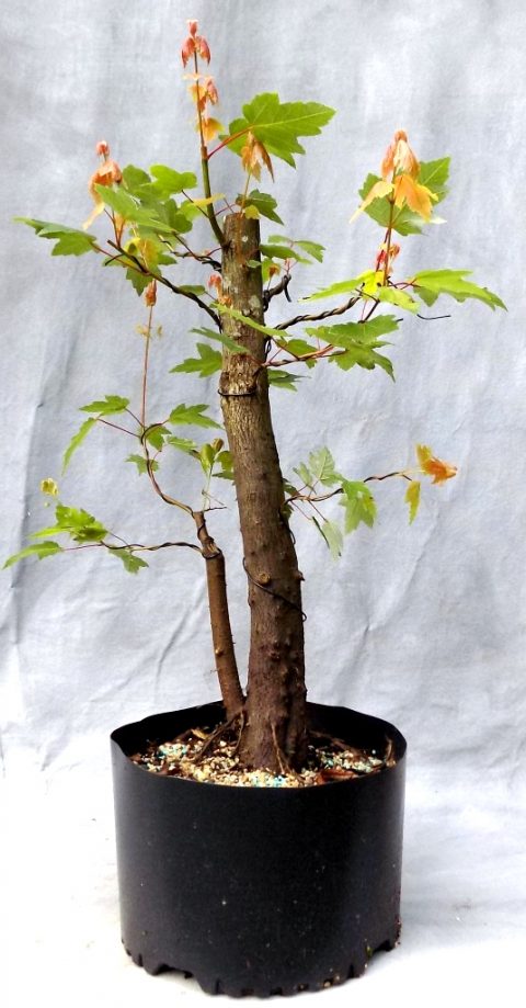 Swamp Maple Progress – A Couple Of Key Developmental Concepts | Bonsai ...