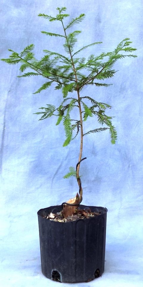 Bald Cypress Fun In 2021 | Bonsai South