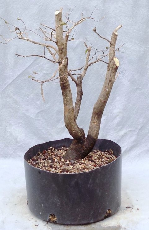 Water-Elm Progression | Bonsai South