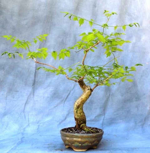 Checking In On A Few Trees – Pocomoke Crape, Trumpet Vine, Privet ...